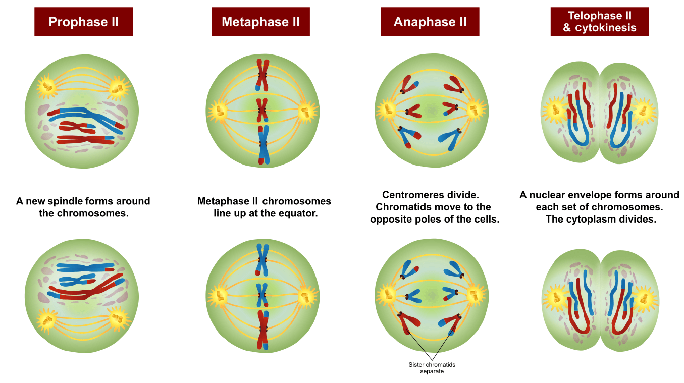 Meiose Phasen und Ablauf - Molekularbiologische Forschung und ...